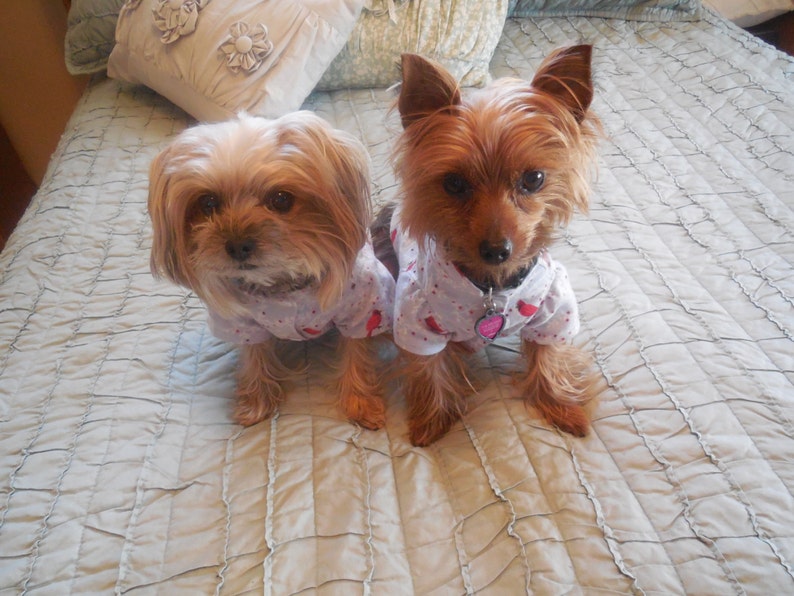 FLANNEL CARDINAL DOG Shirt | Etsy