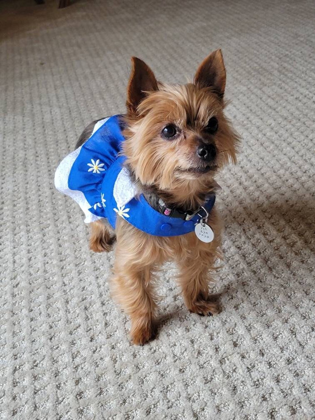 Blue Daisy Ruffle Dog Harness Vest, Pet Clothing - Etsy