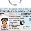California Driver Dog Id Tag Personalized License, Durable Dog Tag ...