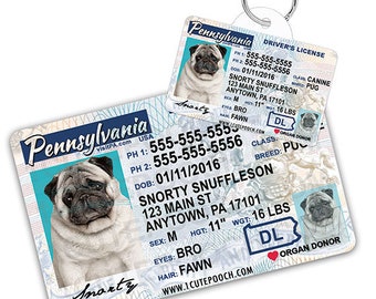 Cat driver license | Etsy