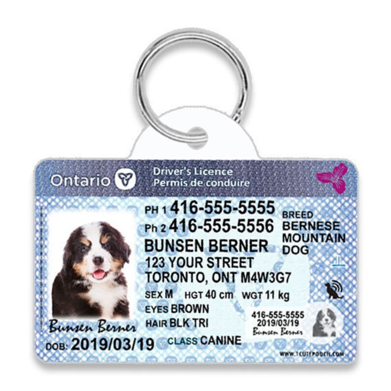 Do You Need A Dog License In Toronto