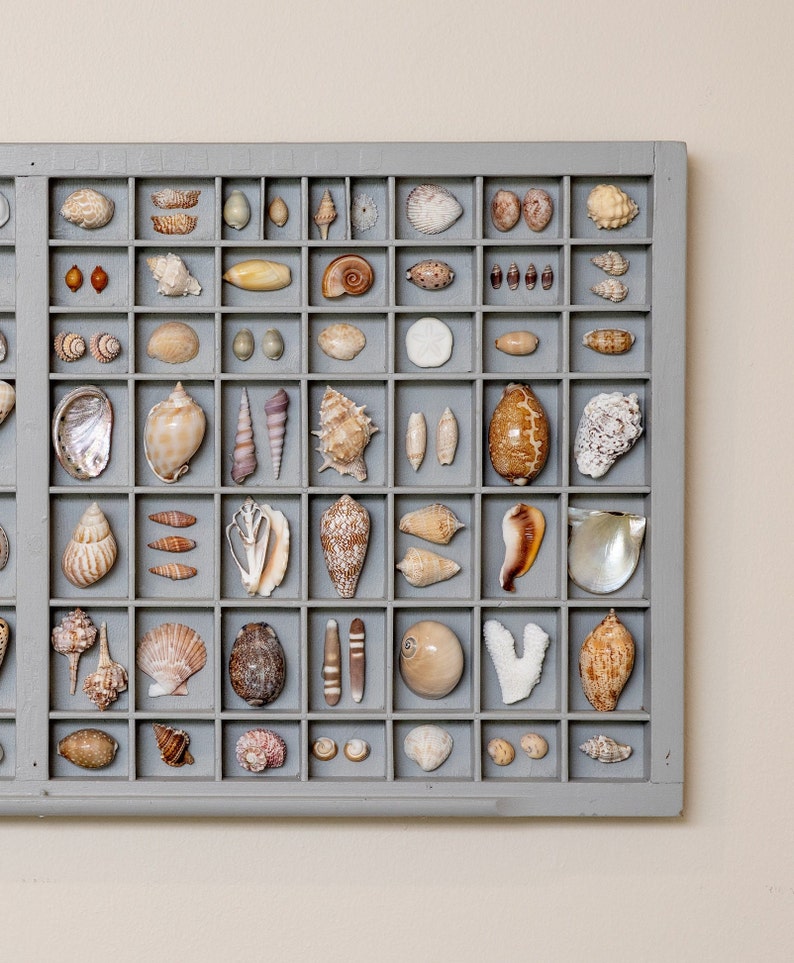 Pale Slate Blue Seashell Study in Vintage Printers Tray - Etsy