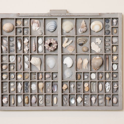 Whitewash Seashell Study in Vintage Printers Tray | Etsy