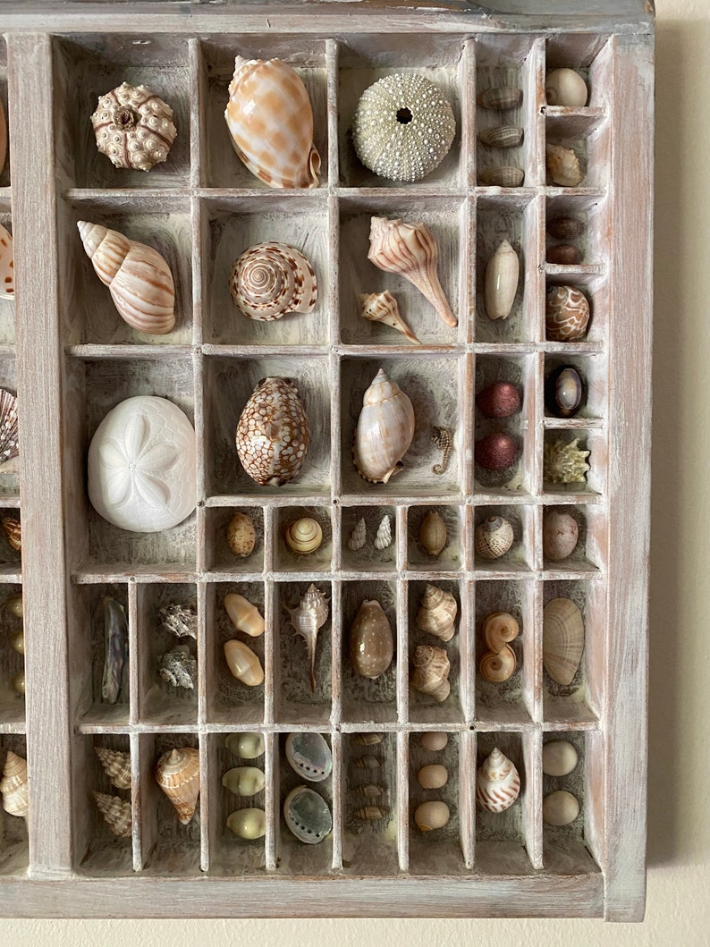 Whitewash Seashell Study in Vintage Printers Tray | Etsy