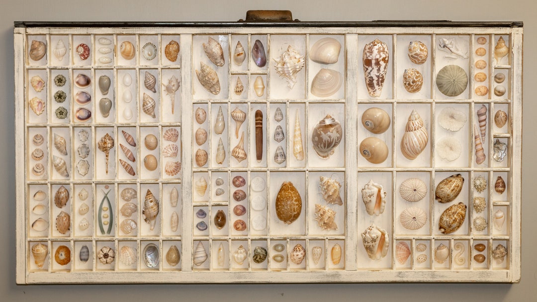 Aged Ivory Seashell Study in Vintage Printers Tray - Etsy