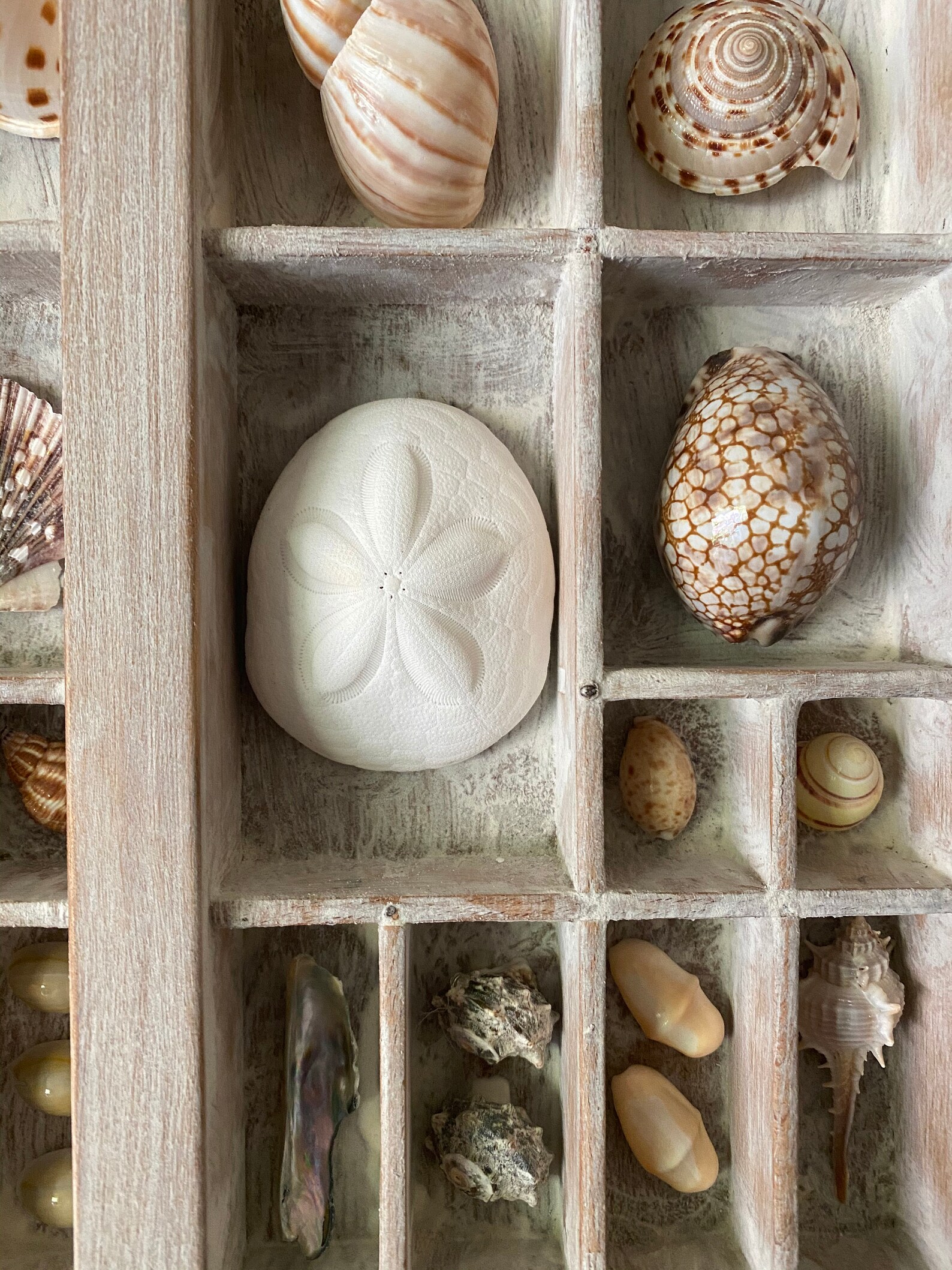 Whitewash Seashell Study in Vintage Printers Tray | Etsy
