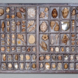 Gray Wash Seashell Study in Vintage Printers Tray - Etsy