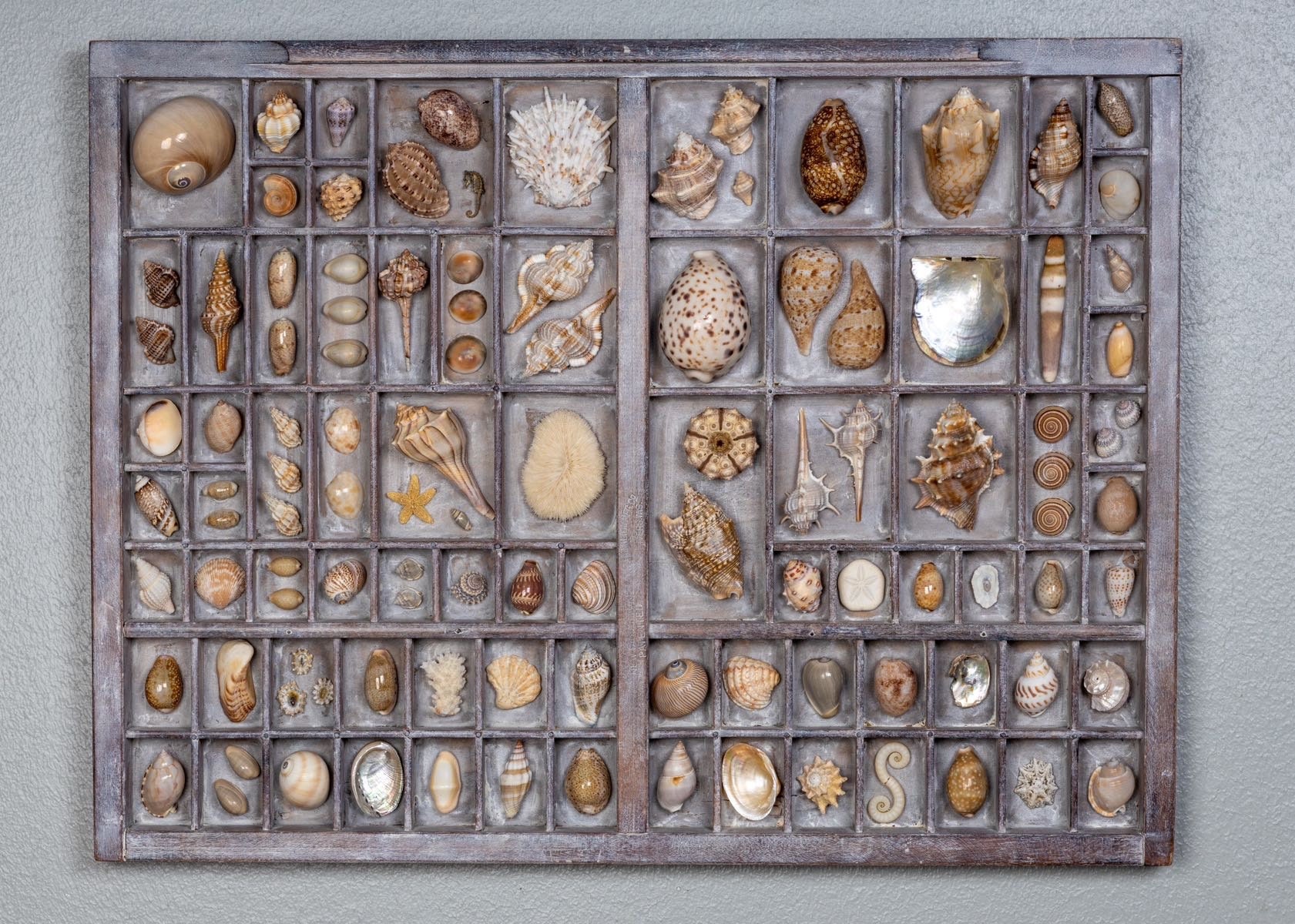 Gray Wash Seashell Study in Vintage Printers Tray - Etsy