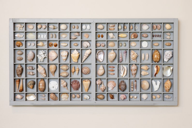 Pale Slate Blue Seashell Study in Vintage Printers Tray - Etsy