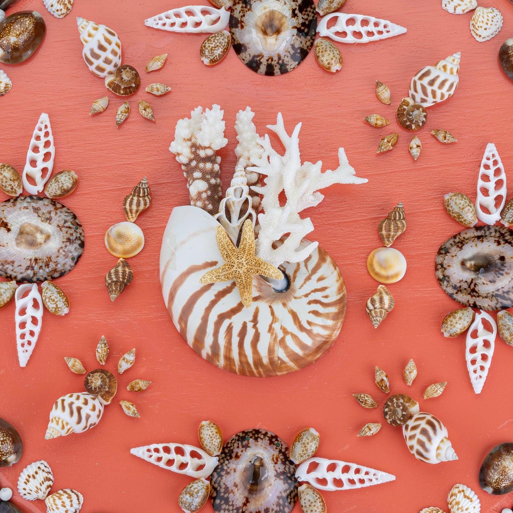 Coral Round Seashell Wall Panel - Etsy