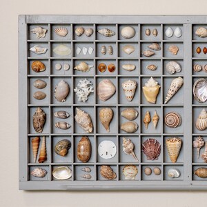 Pale Slate Blue Seashell Study in Vintage Printers Tray - Etsy