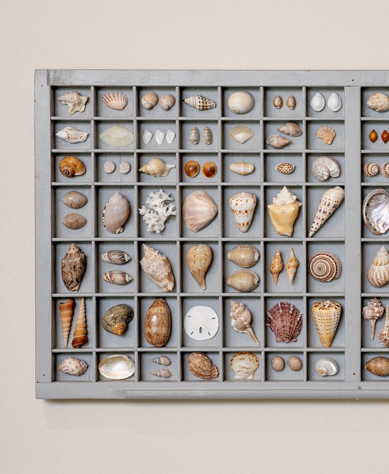 Pale Slate Blue Seashell Study in Vintage Printers Tray - Etsy