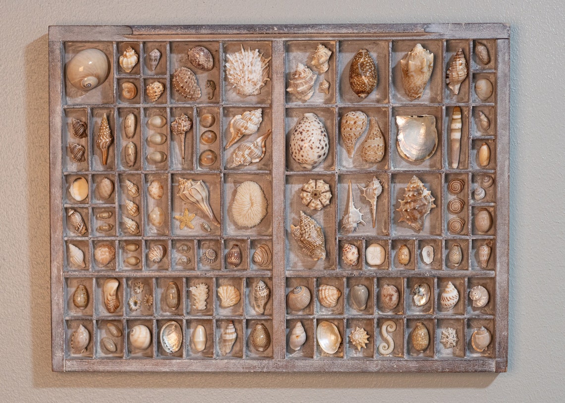 Gray Wash Seashell Study in Vintage Printers Tray - Etsy
