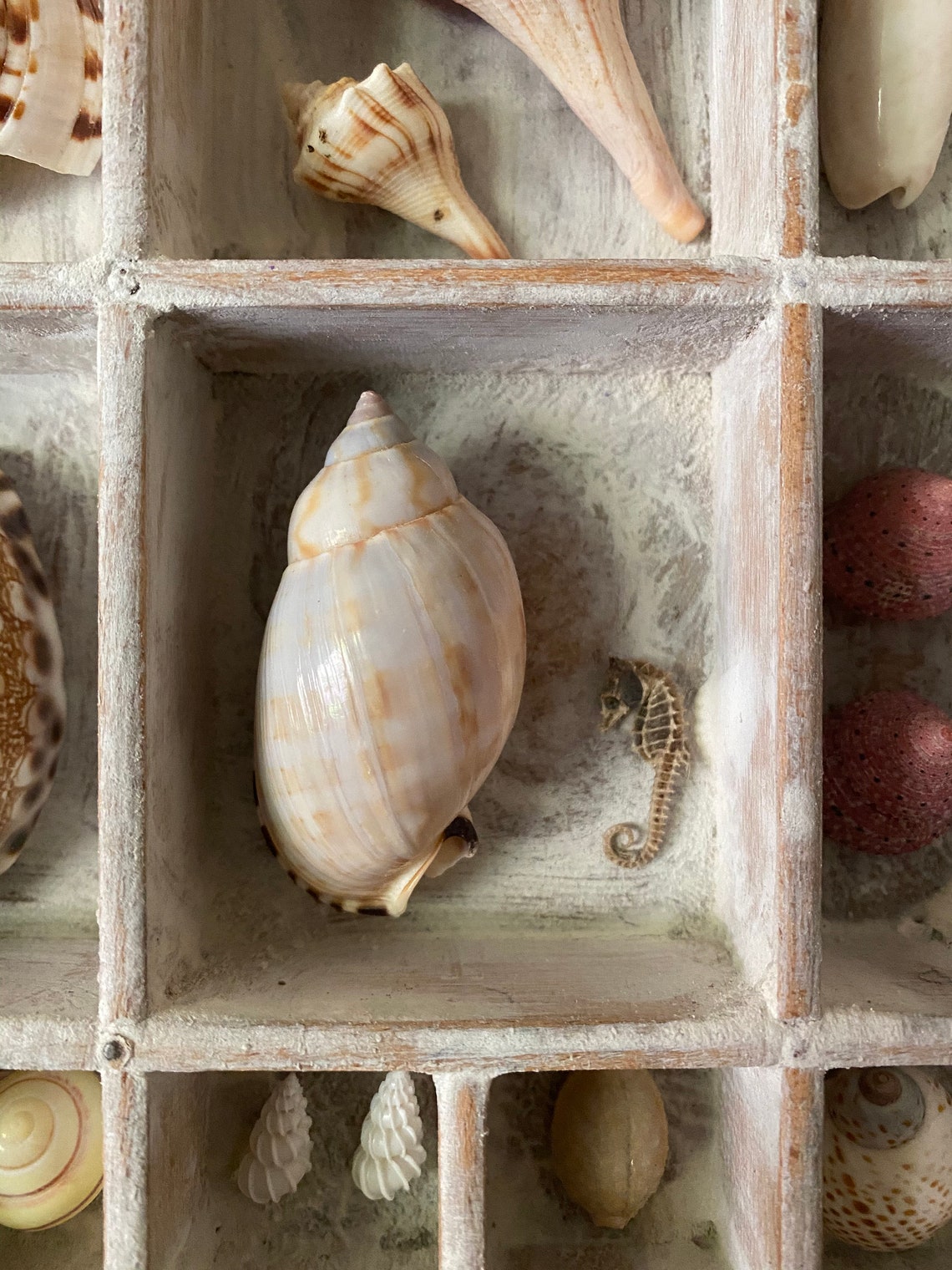 Whitewash Seashell Study in Vintage Printers Tray | Etsy