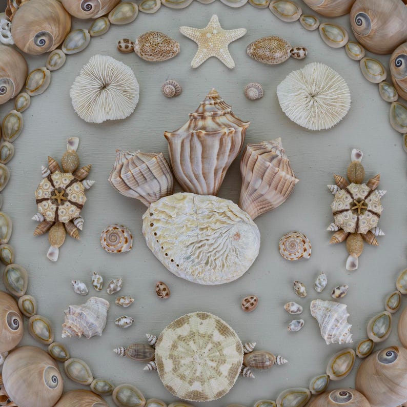 Beige Round Seashell Wall Panel - Etsy