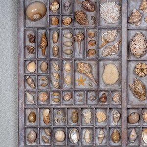 Gray Wash Seashell Study in Vintage Printers Tray - Etsy