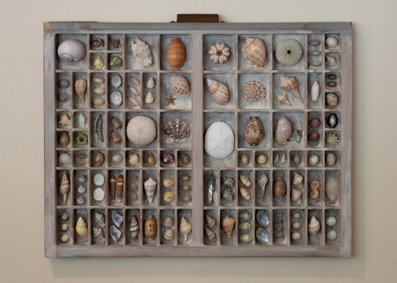 Whitewash Seashell Study in Vintage Printers Tray | Etsy