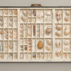 Aged Ivory Seashell Study in Vintage Printers Tray - Etsy