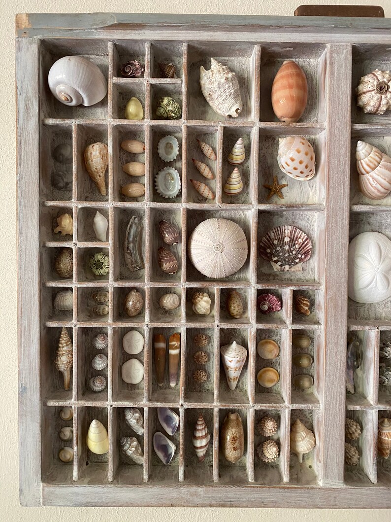 Whitewash Seashell Study in Vintage Printers Tray - Etsy