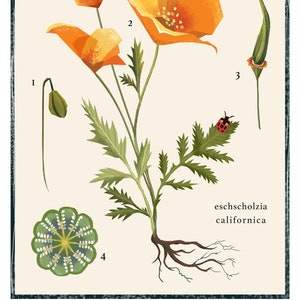 California Poppy Poster - Etsy