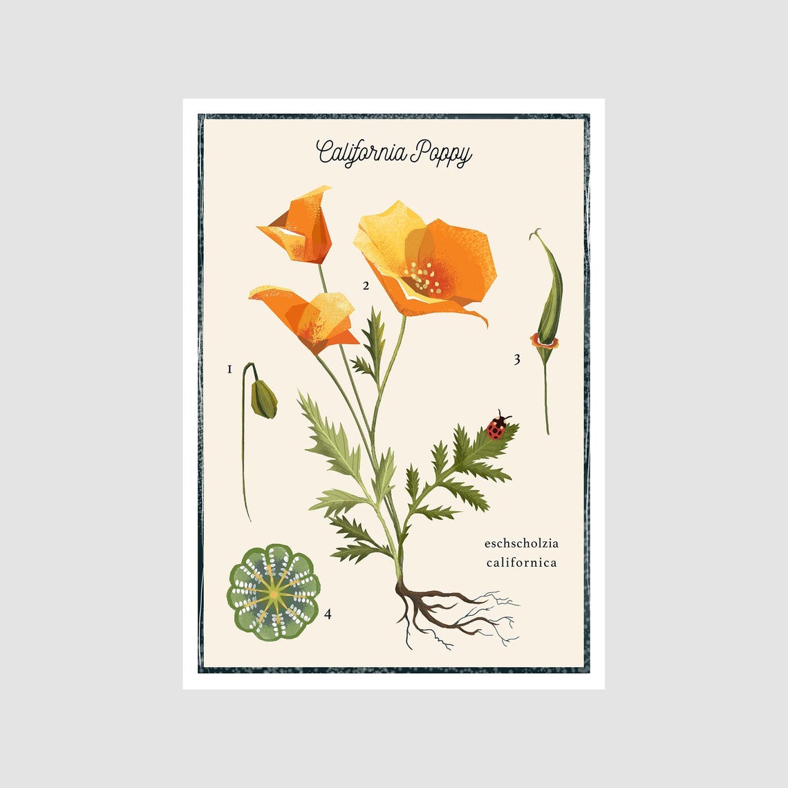California Poppy Poster - Etsy