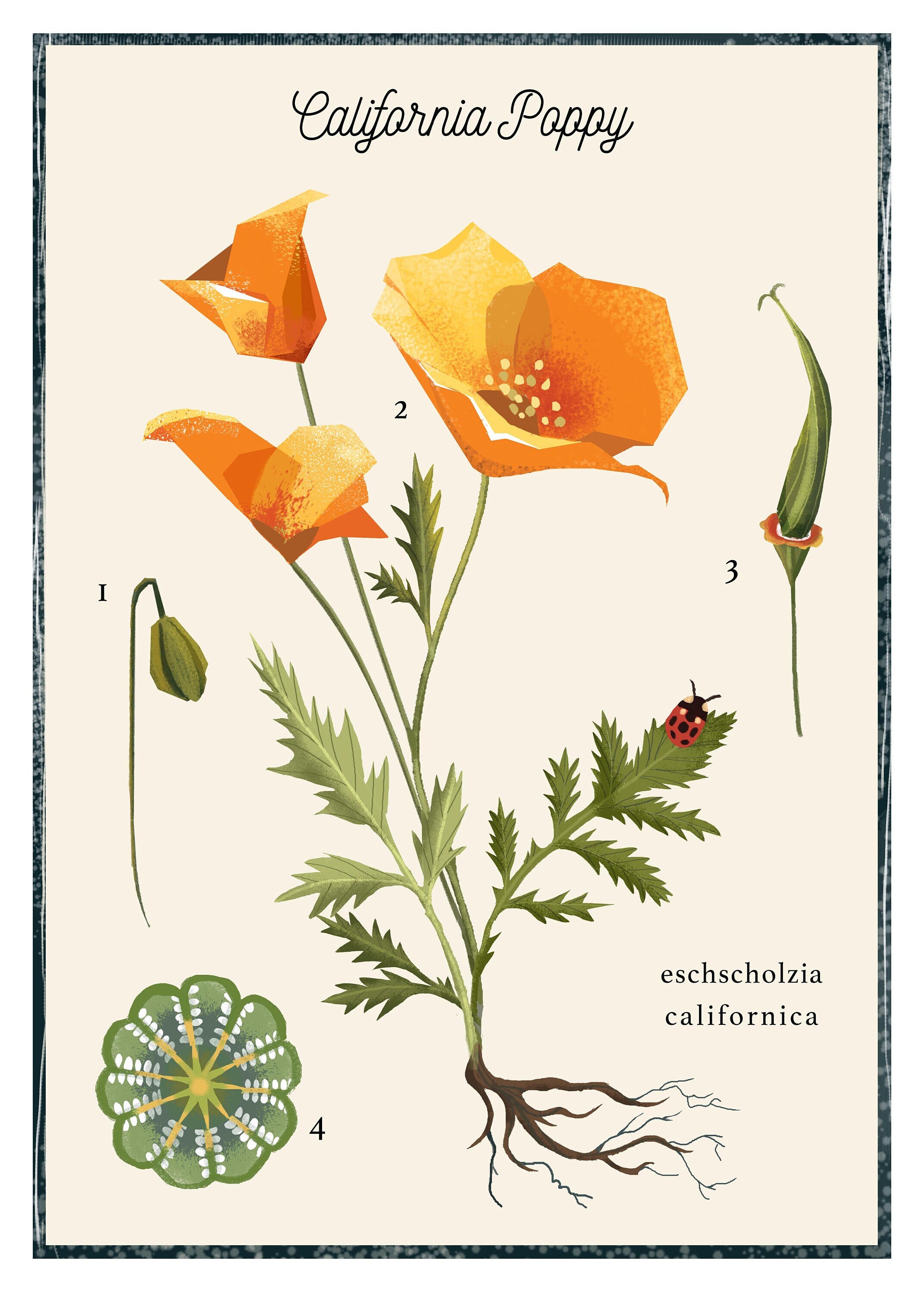California Poppy Poster - Etsy