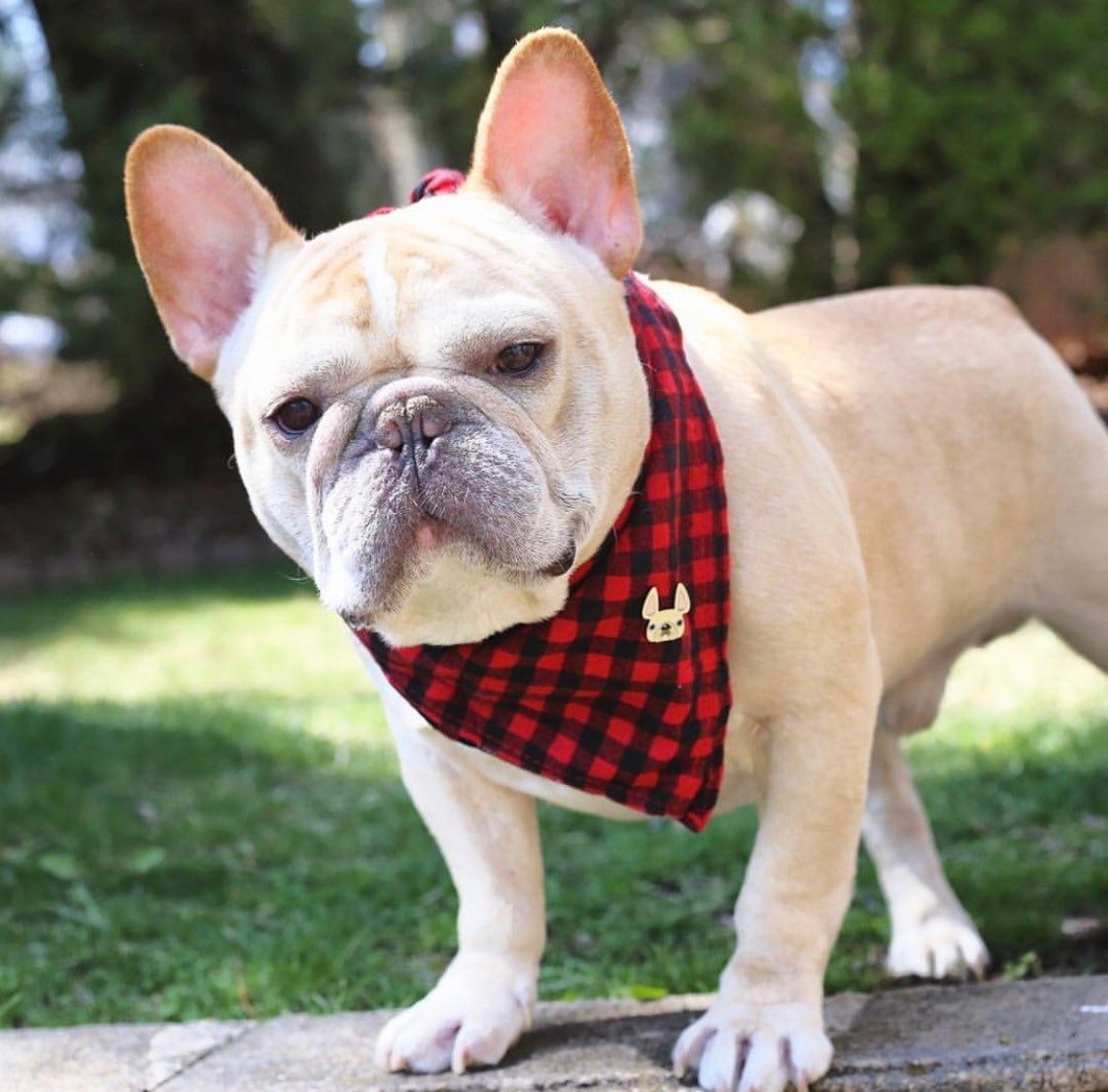 Black & White Pied French Bulldog Pin Dog Enamel Pin Puppy - Etsy