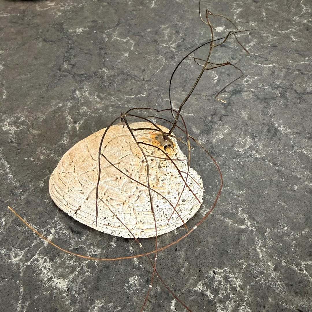 Sea Fan & Shell - Etsy