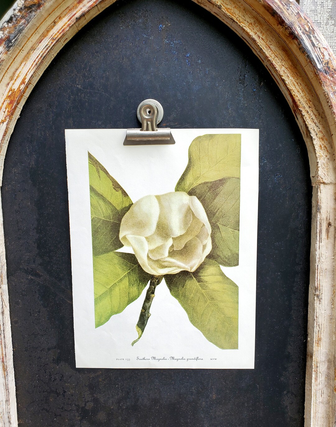 Vintage Botanical Print, Flower Book Page - Etsy