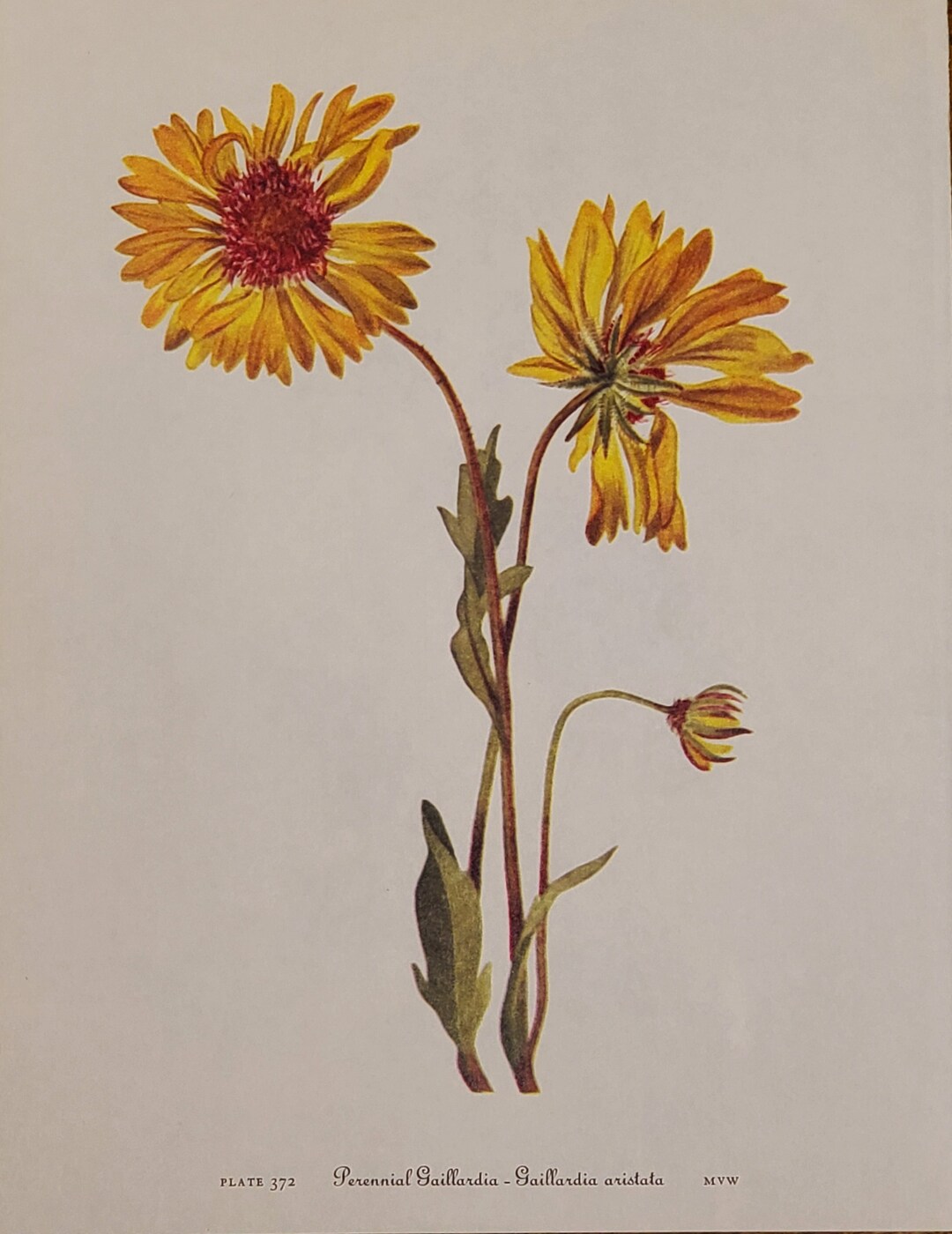 Vintage Botanical Print, Flower Book Page - Etsy