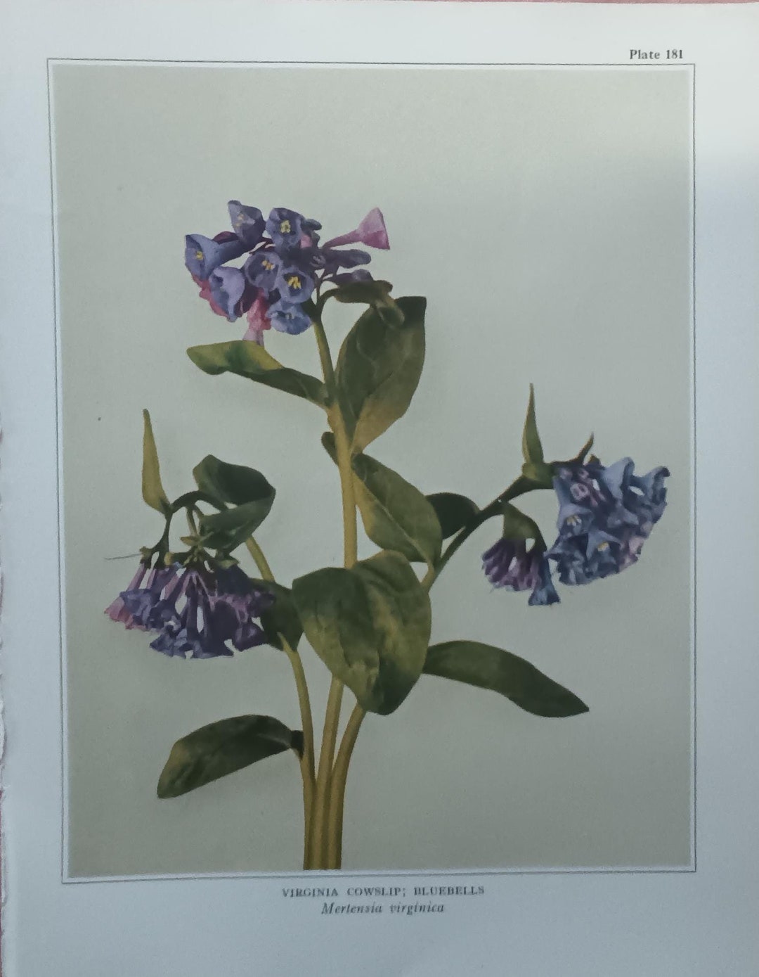 Vintage Botanical Wildflower Book Plates. 12 Piece Lot. Paper Love. 2 ...