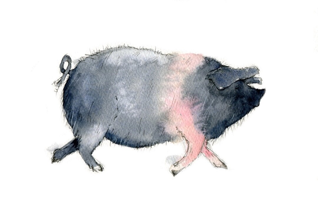 Pig Print, Limited Edition Print - Dorothy the Pig, Saddleback Pig ...