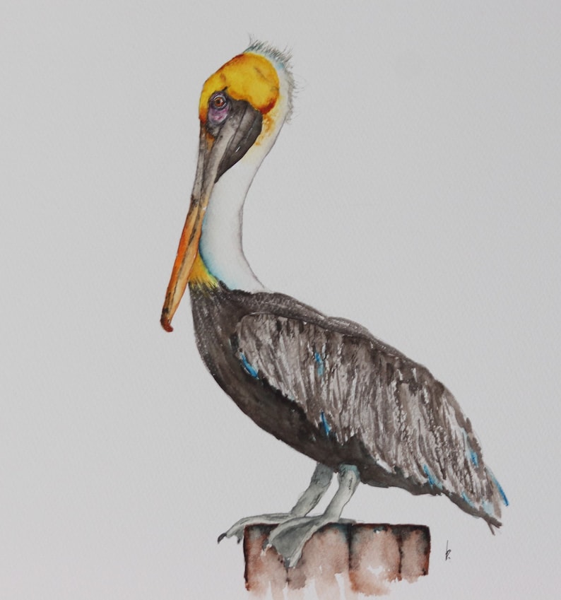 Pelican Painting, Pelican Art, Pelican Watercolor, Bird Lover Gift ... Pelican Painting, Pelican Art, Pelican Watercolor, Bird Lover Gift ...