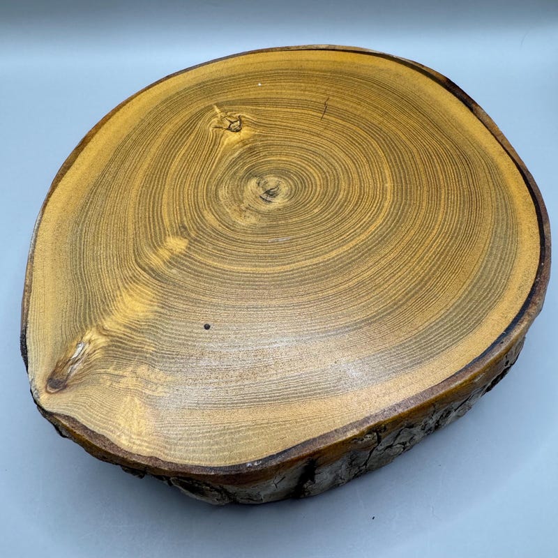 Tree Slices - Etsy