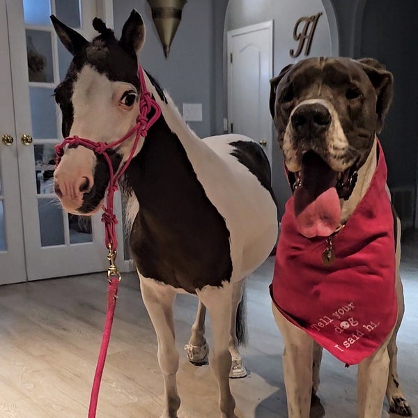 Dog Drool - Etsy
