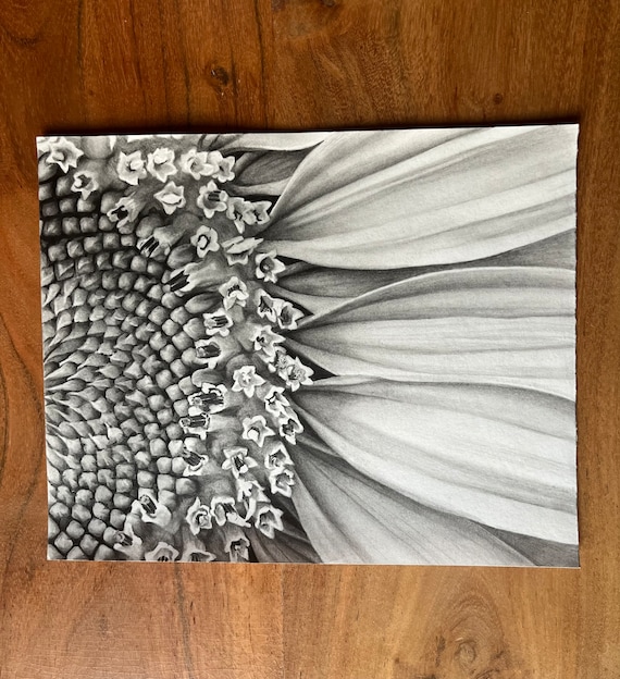 Abstract Sunflower Drawings In Graphite