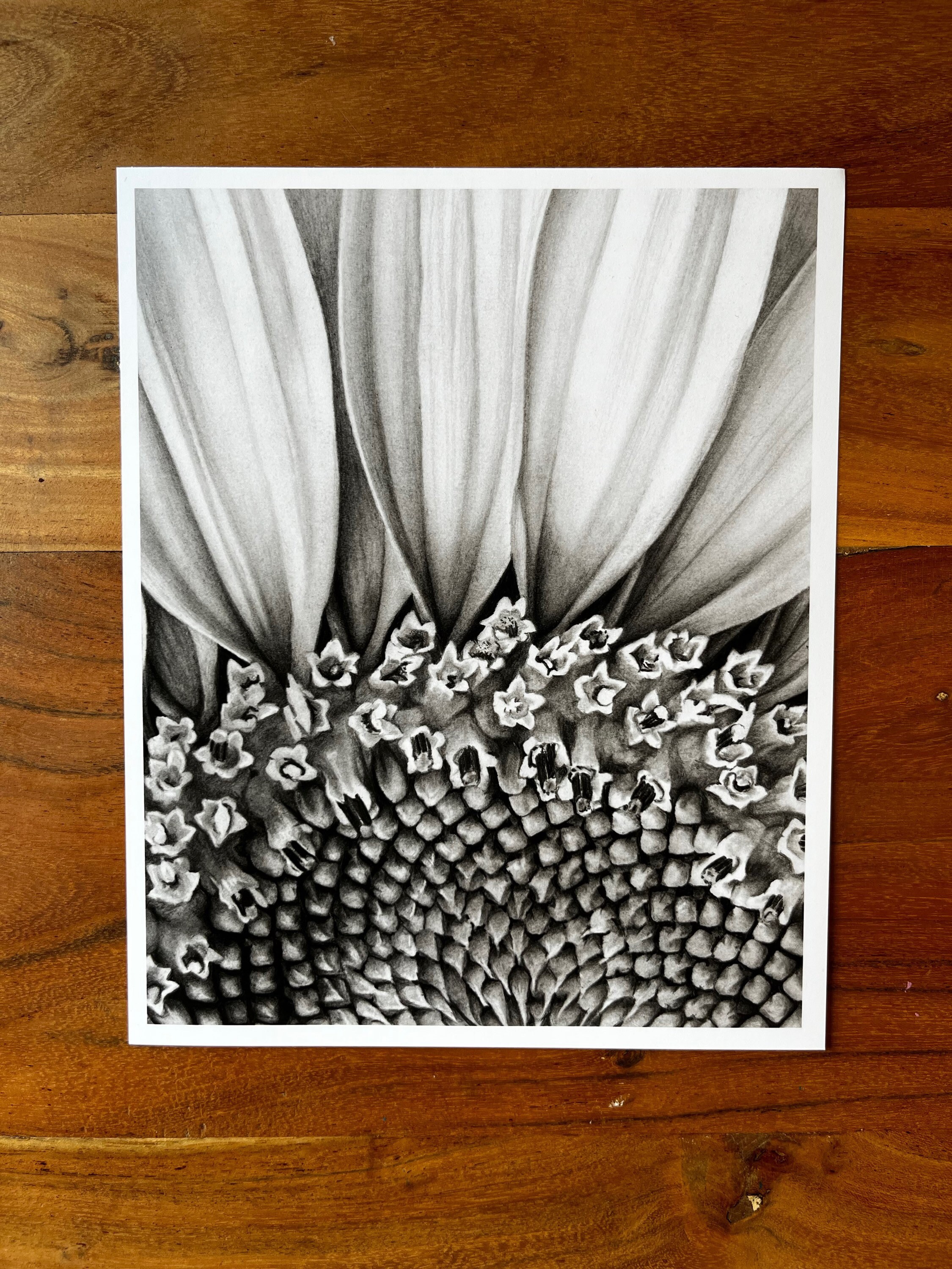 Sunflower Art Print “look for the Sunshine” Fine Art Giclee Print of a ...