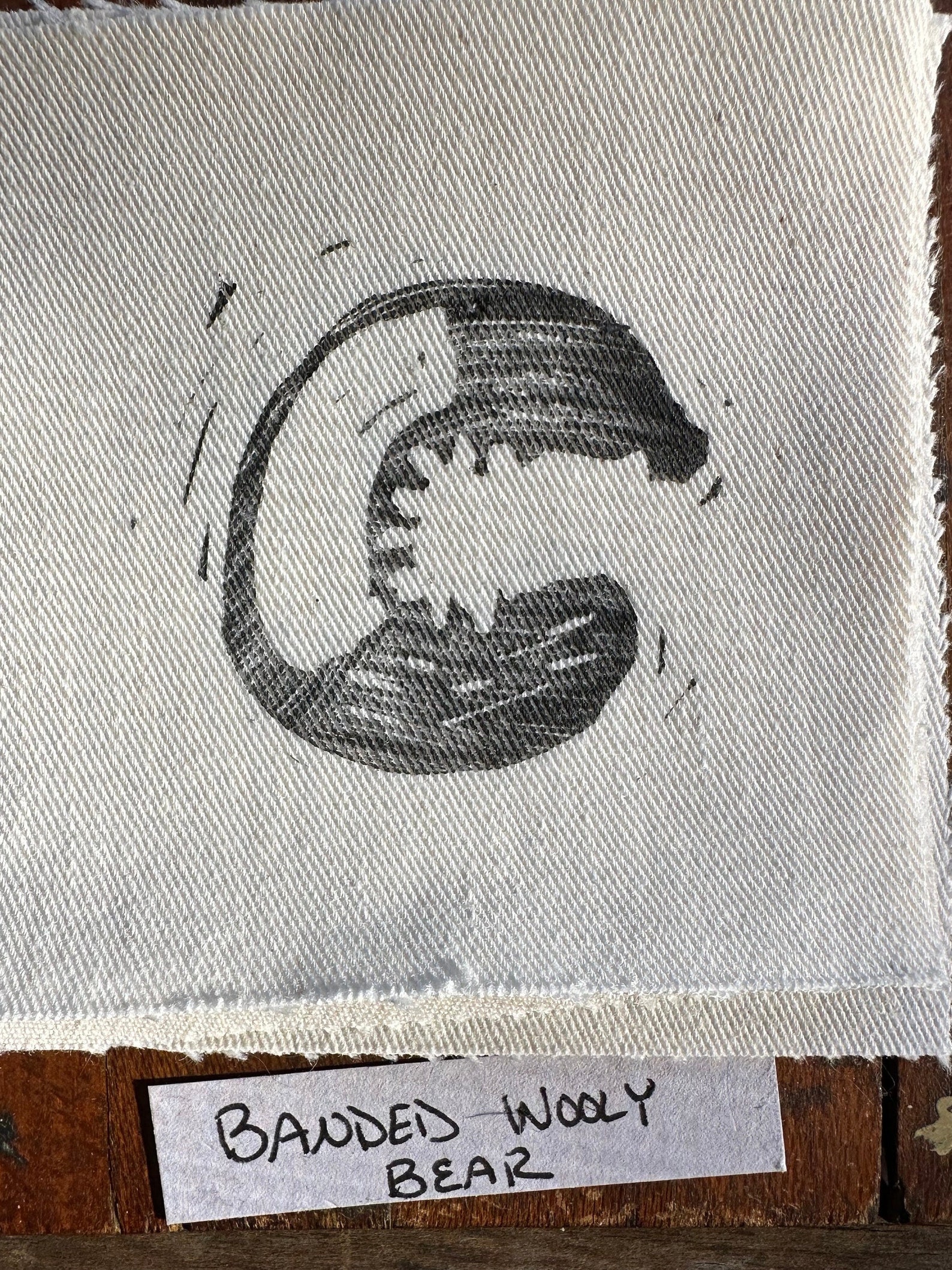 Maine Insect Neighbors - Canvas Patch - Lino Cut Design on Reclaimed ...