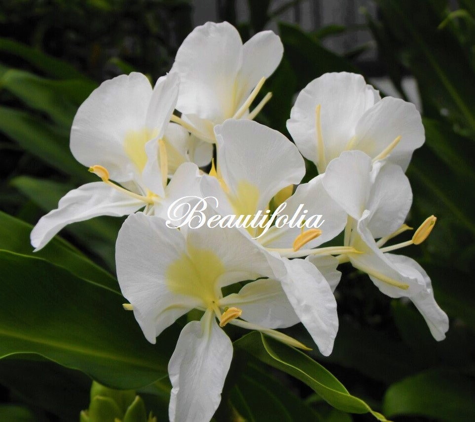Hawaiian White Ginger Flower