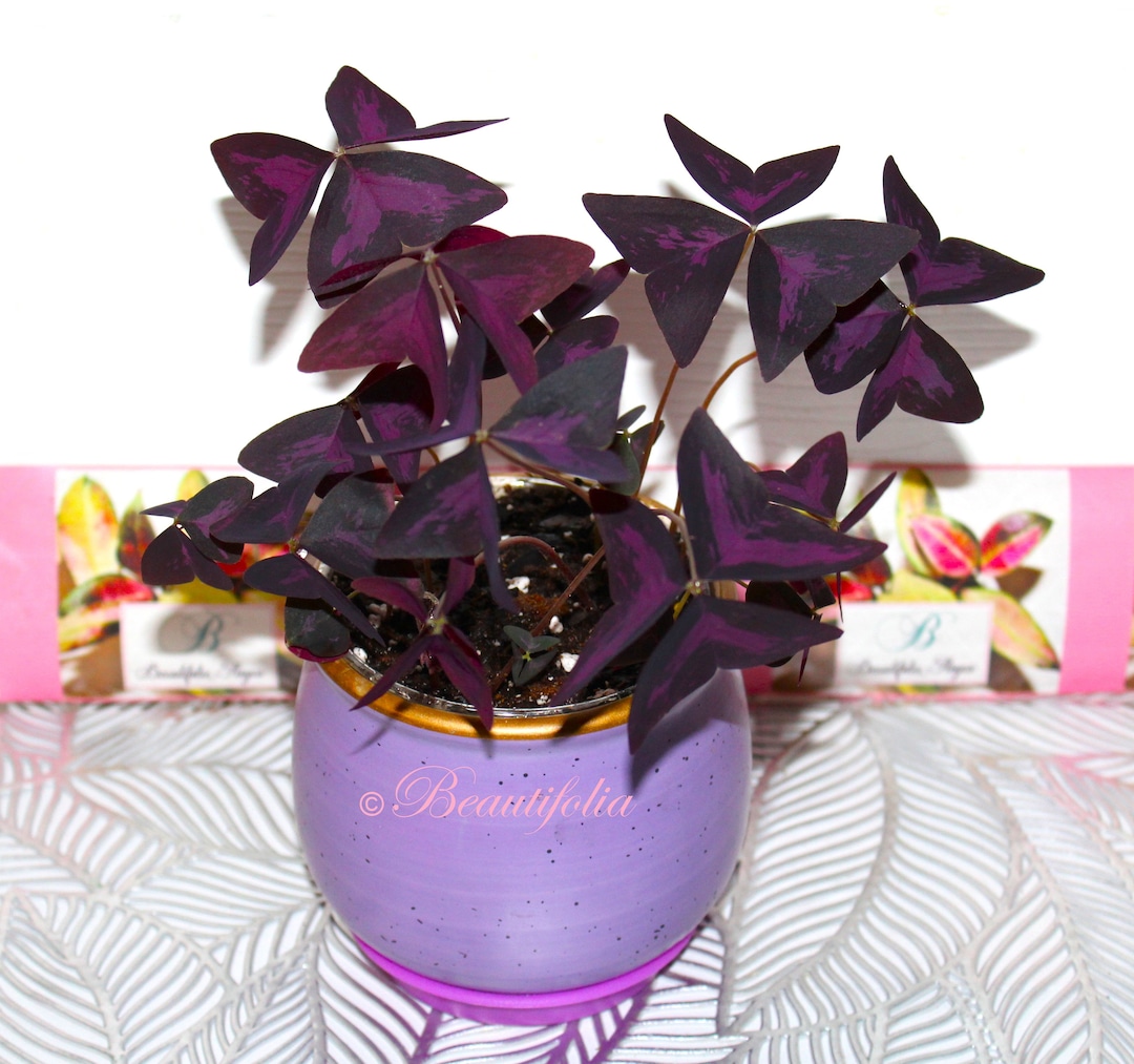 Oxalis Triangularis, Purple Shamrock Bulbs Lucky Plant, Love Plant 5 ...