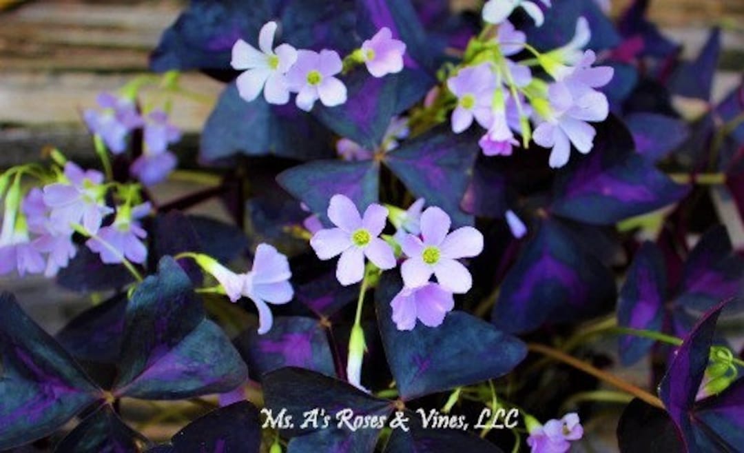 Oxalis Triangularis, Purple Shamrock Bulbs Lucky Plant, Love Plant 6 ...