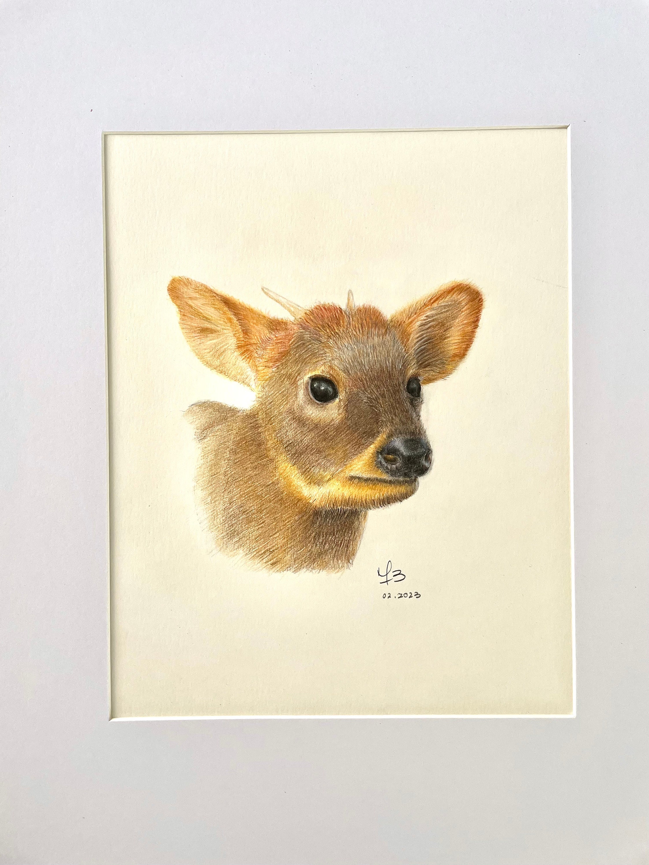 Original Colored Pencil Drawing pudú Forests of Chile - Etsy