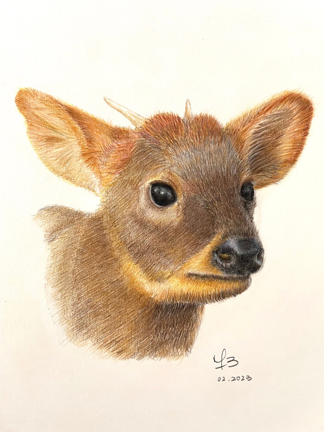 Original Colored Pencil Drawing pudú Forests of Chile - Etsy