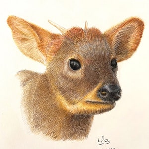 Original Colored Pencil Drawing pudú Forests of Chile - Etsy Australia