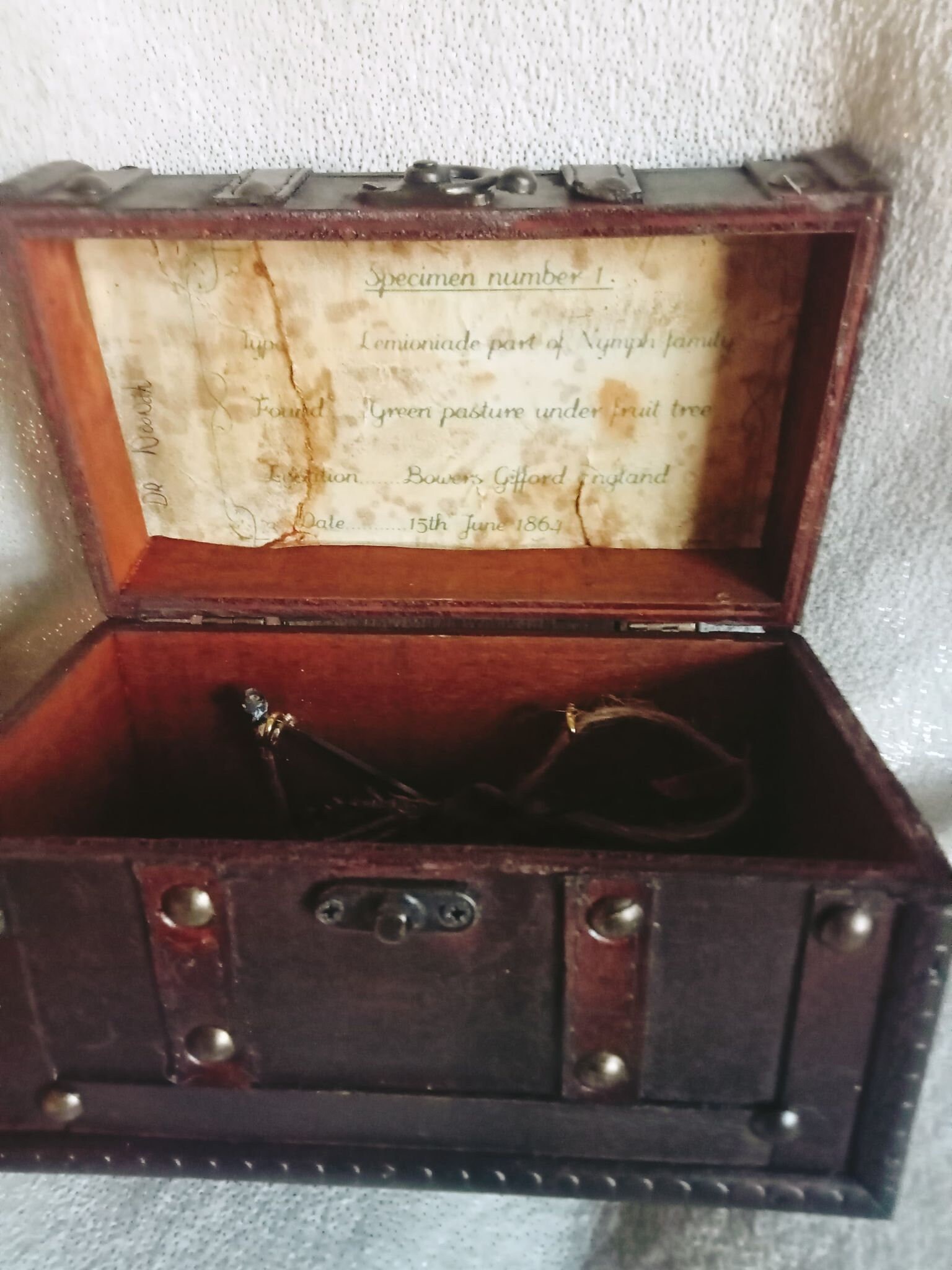 Mummified Fairy Wood Nymph in Wooden Trunk - Etsy