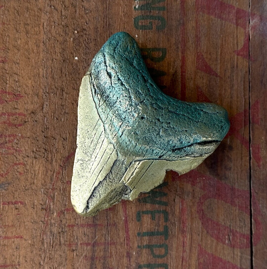 Brass Megalodon Tooth Magnet With Iridescent Teal Medium - Etsy