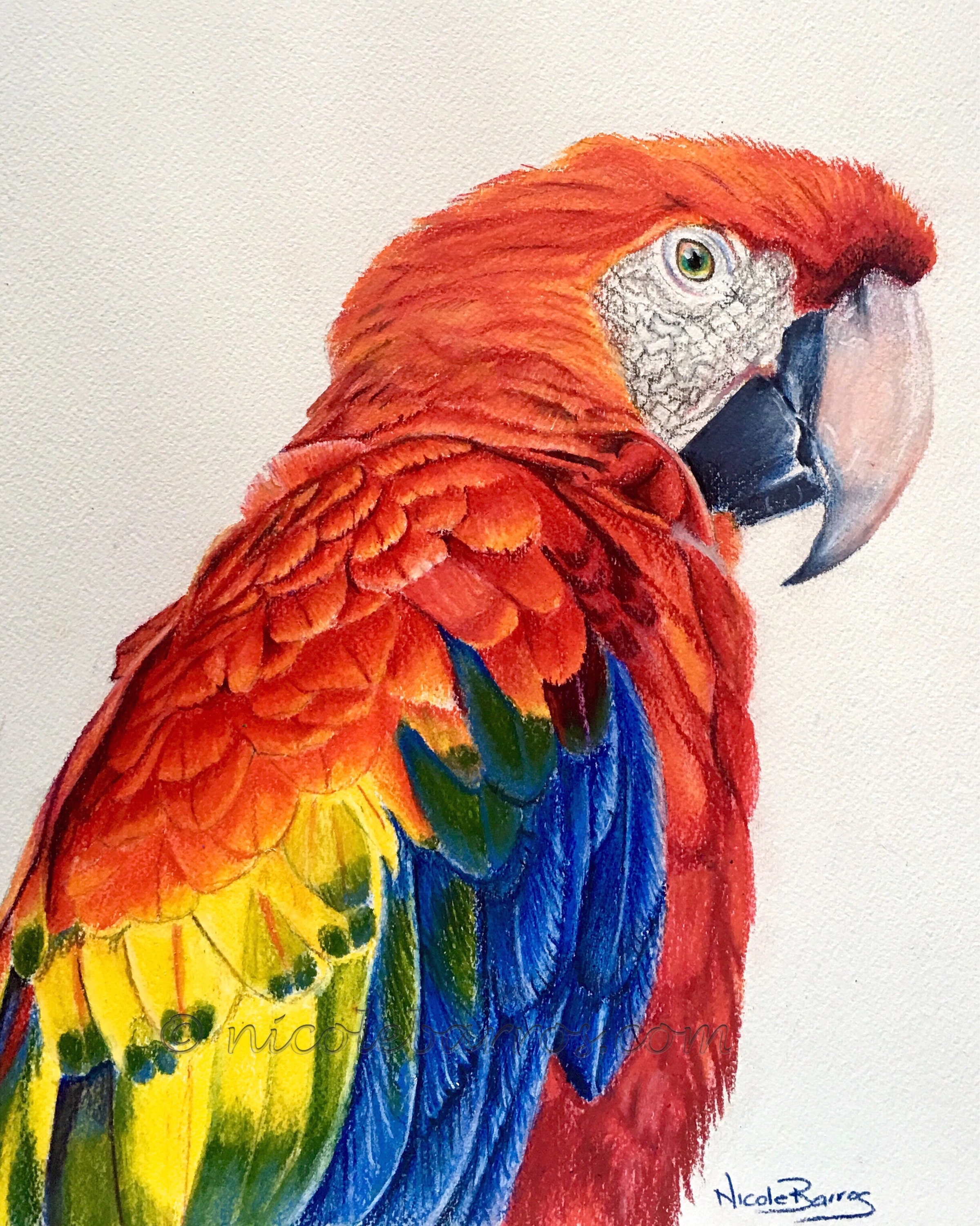 Pencil Drawings Of Parrots