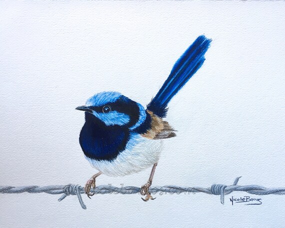 Blue Wren PRINT Coloured pencil art Birds Wildlife | Etsy