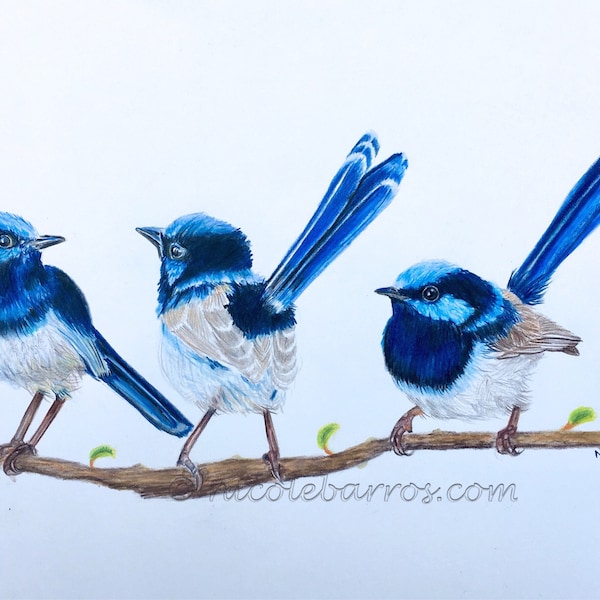 Blue Wren - Etsy Australia