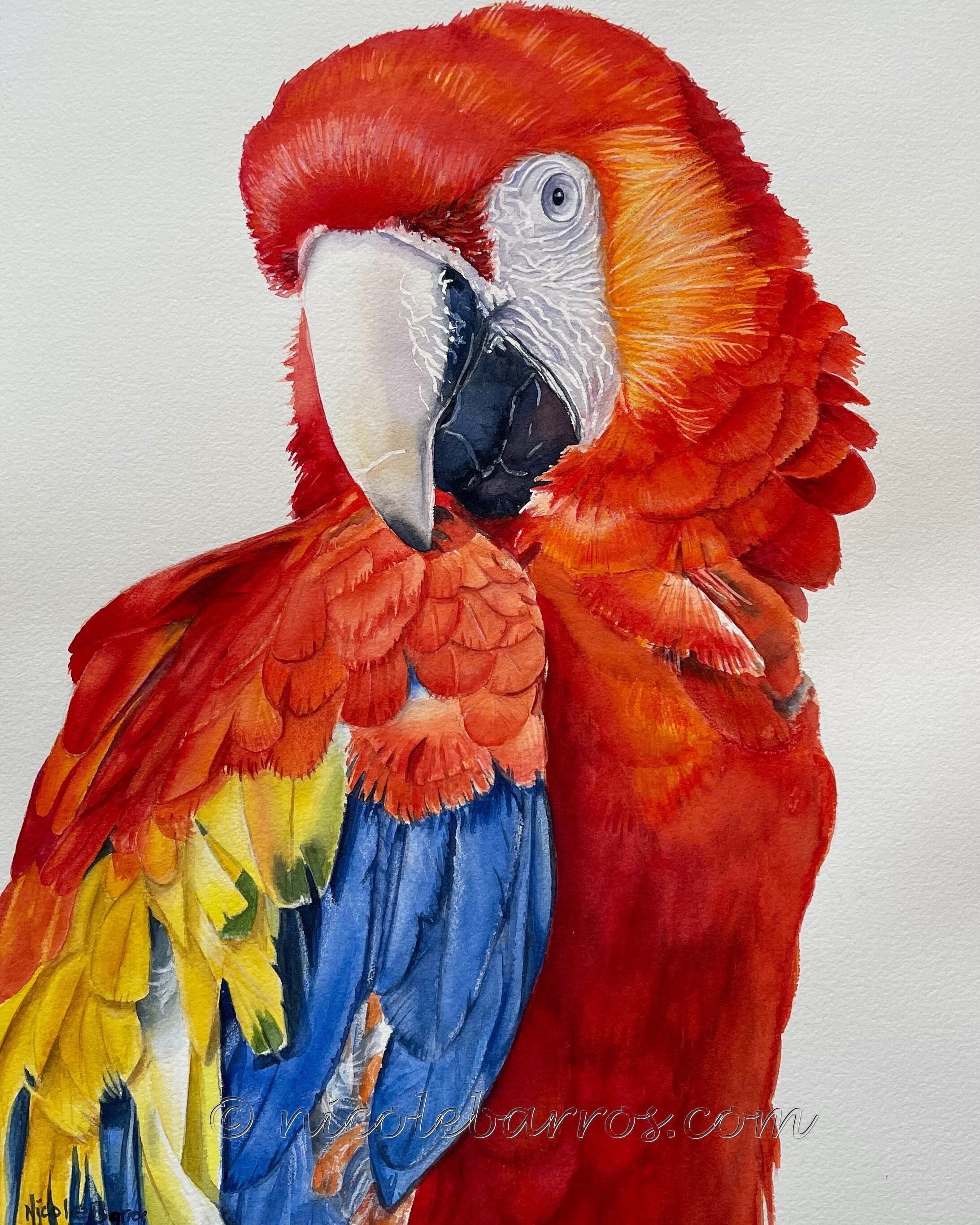 Macaw Painting